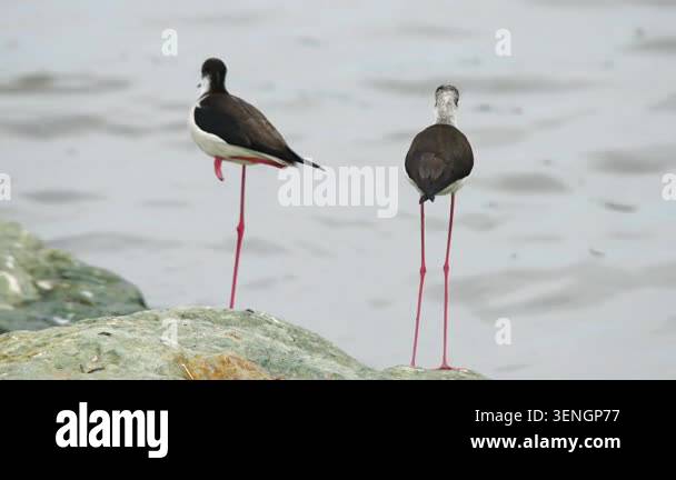 Wildlife - Birds. Black-winged stilt (Himantopus himantopus) They live ...