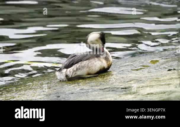 An example video of the negative impact of wildlife due to materials ...