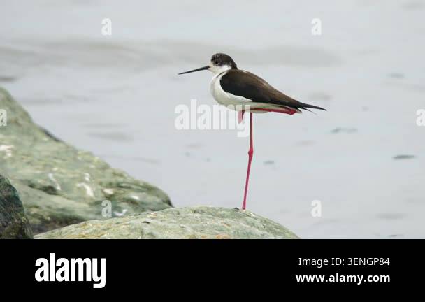 Wildlife - Birds. Black-winged stilt (Himantopus himantopus) They live ...