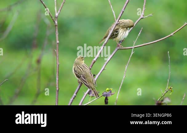 Wildlife - birds. Tree Pipit (Anthus trivialis) bird usually lives in ...