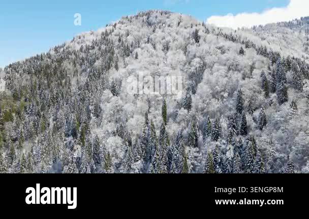 Snow covered mountains, forests and trees. Pine, cedar, hornbeam ...