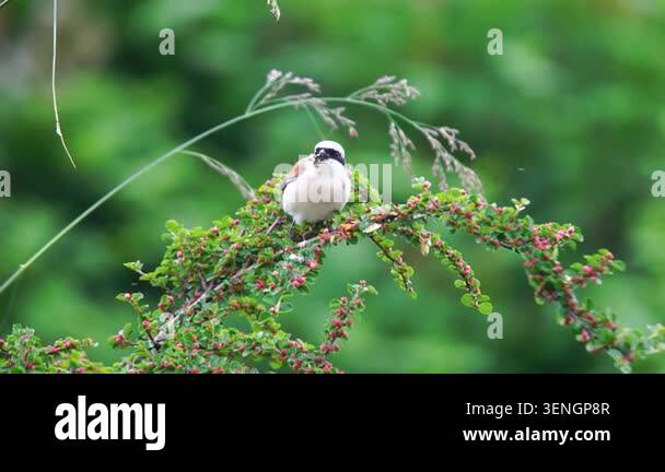 Wildlife-birds. The red-backed Shrike (Lanius collurio) bird belongs to ...