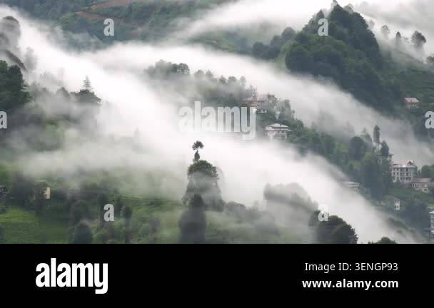Time-lapse footage of a sea of fog moving in waves between trees in a ...