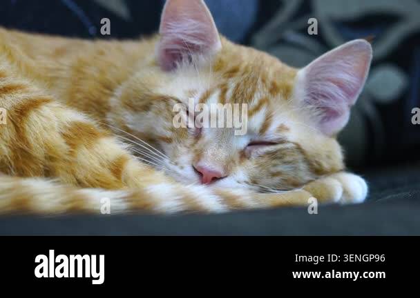 Close-up footage of cute tabby cat sleeping Stock Video Footage - Alamy