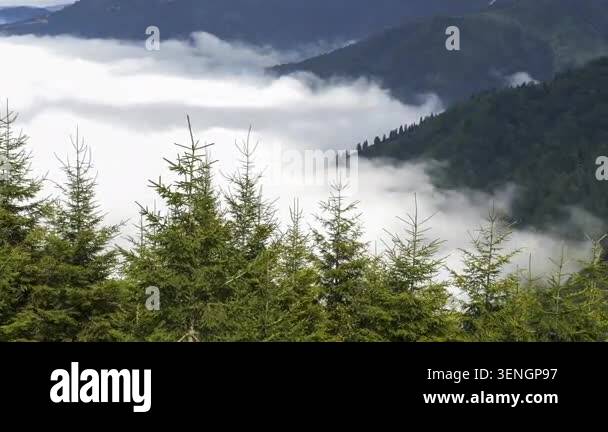 Time-lapse footage of a sea of fog moving in waves between trees in a ...