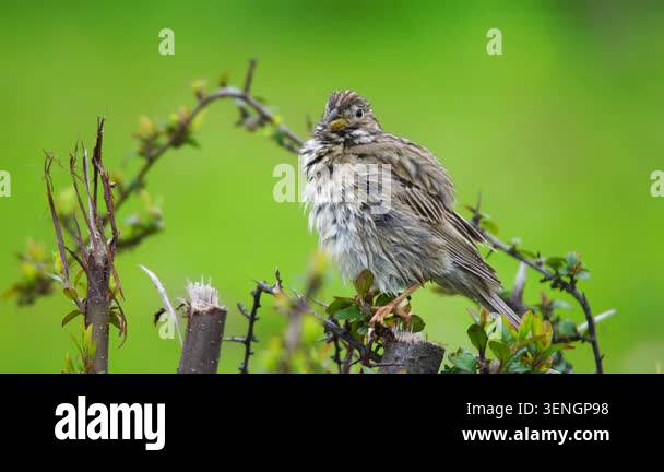 Wildlife-birds. House sparrow (Passer domesticus) is a social species ...