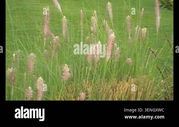 Ornamental grass with soft pink feathery seed heads sways above a green ...
