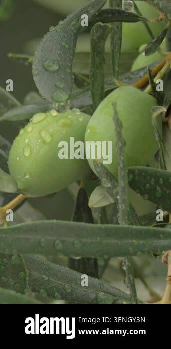 Vertical footage of close-up shot of olive tree branch under the rain ...