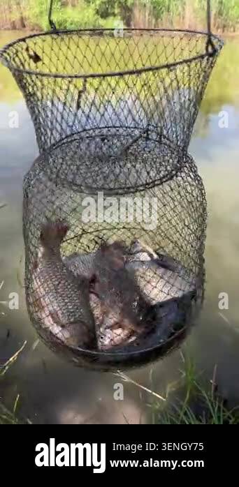 Fish trapped in fishing keepnet hanging above water after successful ...