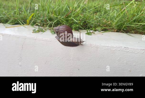 Snail crawling on grass Stock Video Footage - Alamy