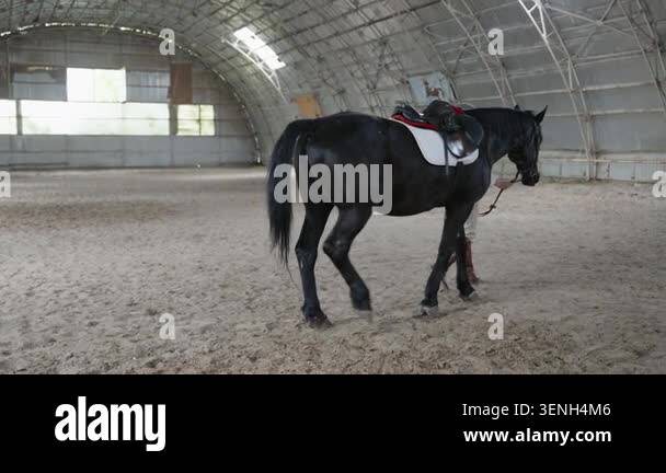 Equestrian woman walking saddled black horse in arena Stock Video ...