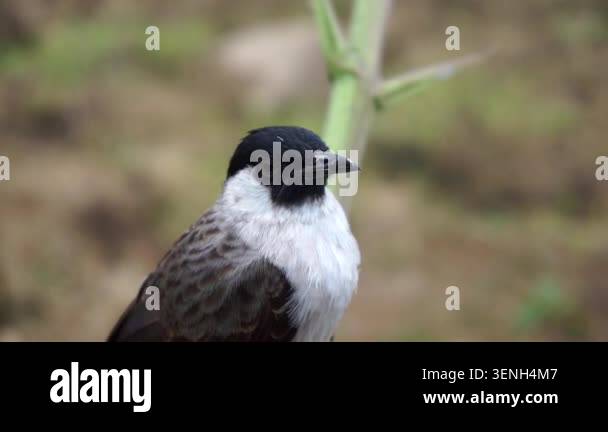 Close-up shot of a sooty-headed bulbul bird (Pycnonotus aurigaster ...