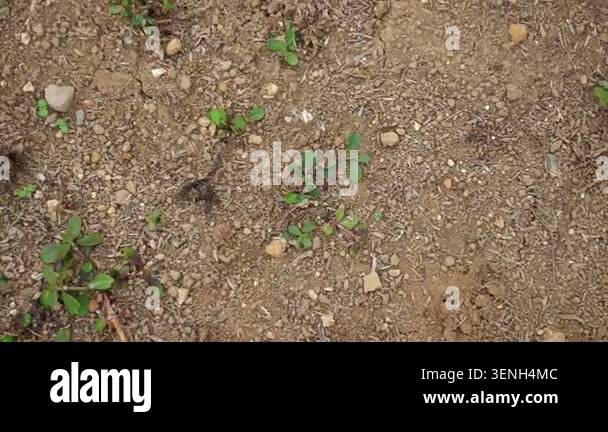 Natural abstract background of coarse sandy soil mixed with pebble ...