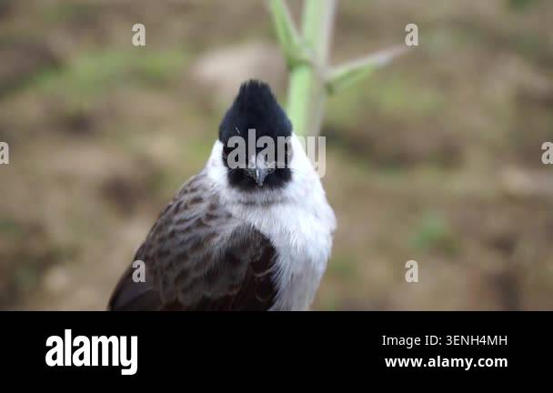 Close-up shot of a sooty-headed bulbul bird (Pycnonotus aurigaster ...