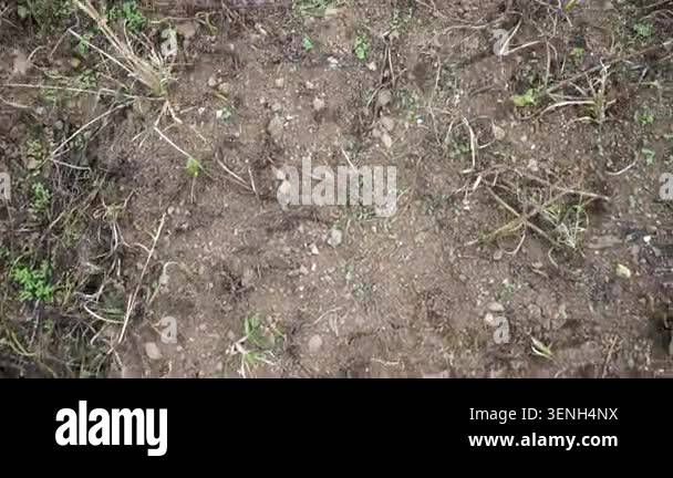 Natural abstract background of coarse sandy soil mixed with pebble ...