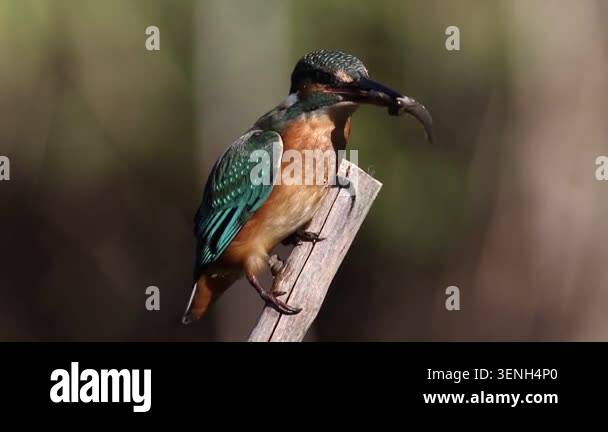 A close-up shot of a juvenile common kingfisher, Alcedo atthis, sitting ...