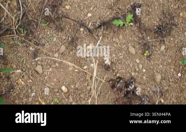 Natural abstract background of coarse sandy soil mixed with pebble ...
