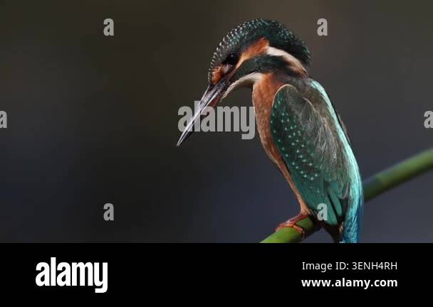 Close up of a young Common Kingfisher or Alcedo atthis perched on a ...