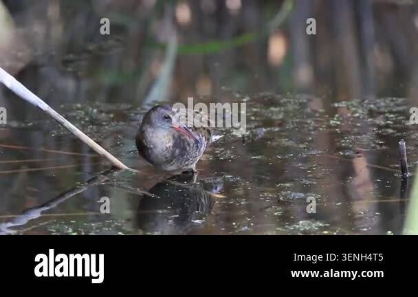 Close up of a Water Rail or Rallus aquaticus standing in shallow water ...
