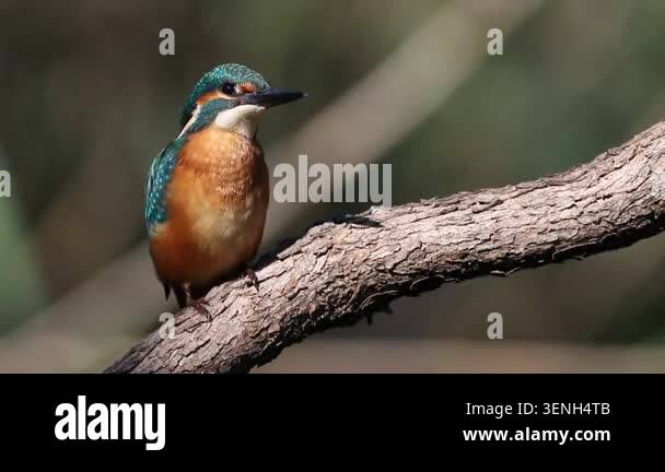 Close up of a young Common Kingfisher or Alcedo atthis perched on a ...