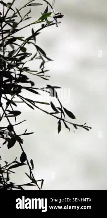 Nature Wallpaper Video Featuring Flowing Freshwater Stock Video Footage ...
