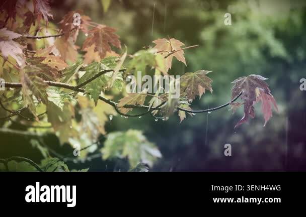 A calming video of gentle rain falling on lush green leaves, creating a ...
