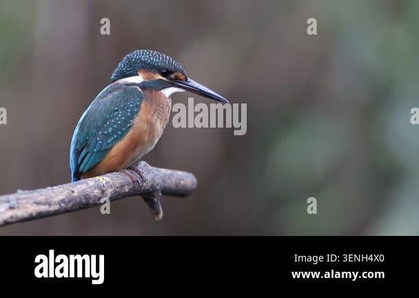 Close up of a young juvenile common kingfisher perched on a branch ...