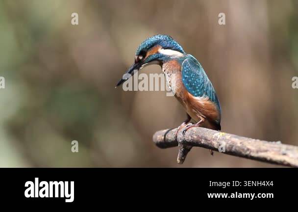 Close up of a young juvenile common kingfisher perched on a wooden ...