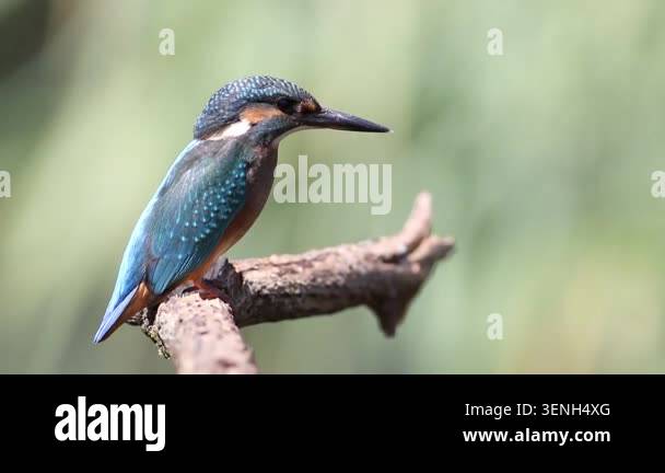 Close up of a young juvenile common kingfisher perched on a branch ...
