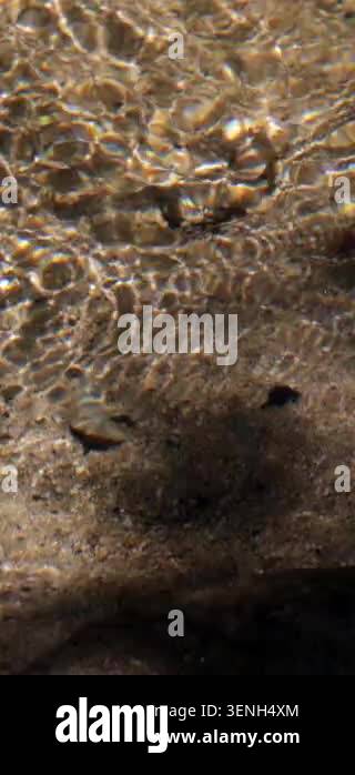 Peaceful Stream Scene for Sleep Applications Stock Video Footage - Alamy