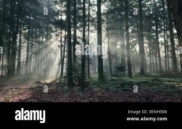 Experience a calming foggy forest atmosphere designed for meditation ...