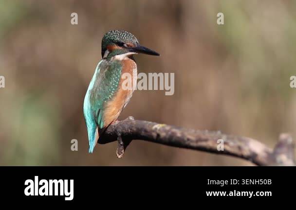 A close-up shot of a juvenile common kingfisher, Alcedo atthis, sitting ...