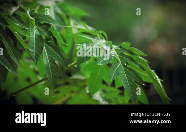 Moody summer rain falling gently on lush tropical jungle leaves ...