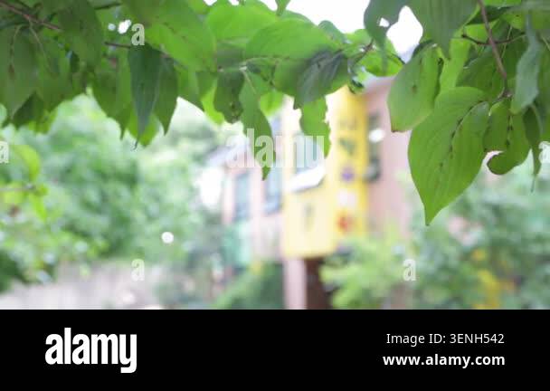 Fresh green tree leaves framing the screen with a blurred colorful ...