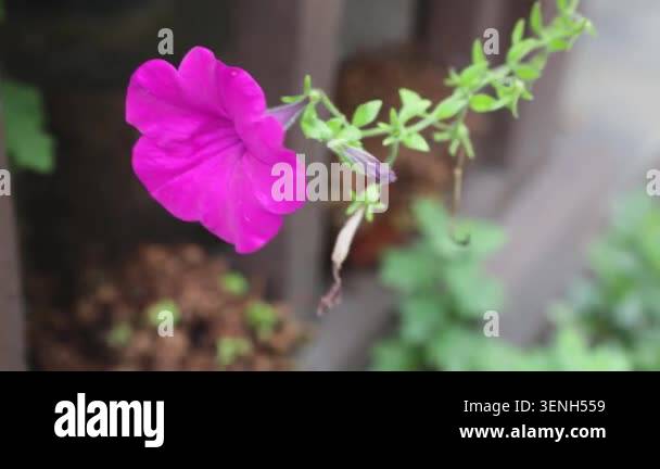 Beautiful vibrant purple petunia flower blooming on a wooden fence ...