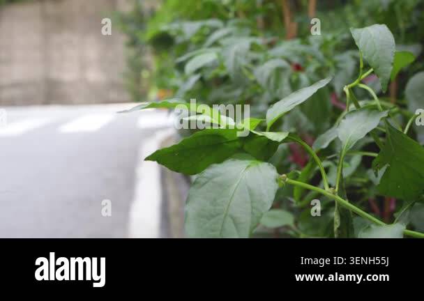 Fresh green chili pepper plant leaves growing along a quiet asphalt ...
