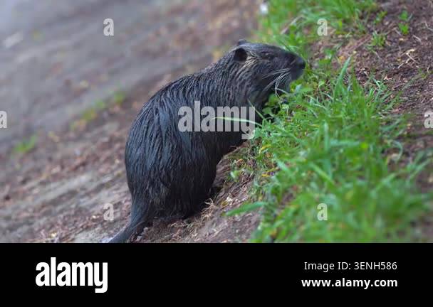 A black and gray nutria comes ashore to feed on fresh green grass. A ...