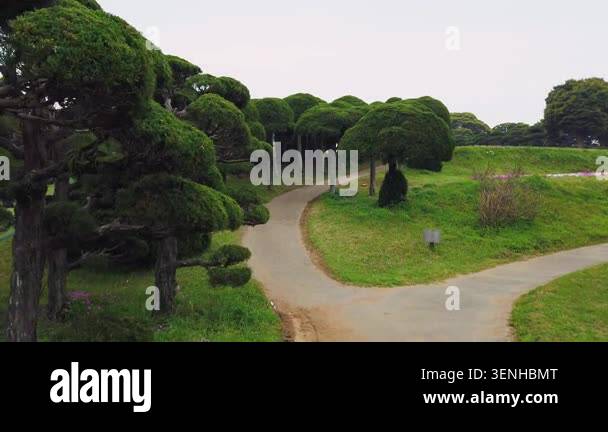 Beautiful shaped niwaki pine trees growing in Nokonoshima Island Park ...
