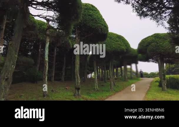 Traditional Japanese garden with shaped niwaki trees on Nokonoshima ...