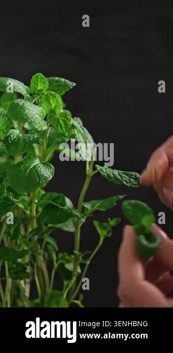 Hands pick fresh mint leaves from a small plant in a kitchen against ...