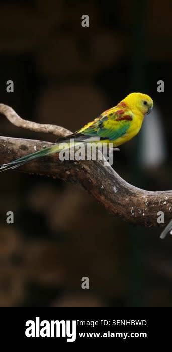 Colorful Golden Rosella Parrot Perched On A Tree Branch In The Zoo ...