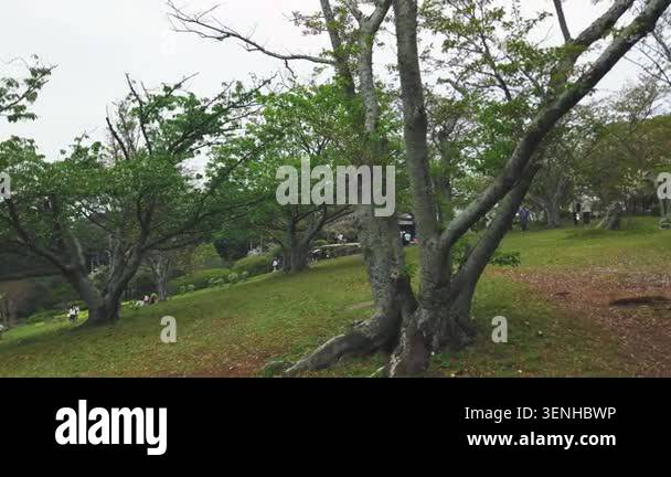 Green trees grow on a grassy hillside in Nokonoshima Island Park in ...