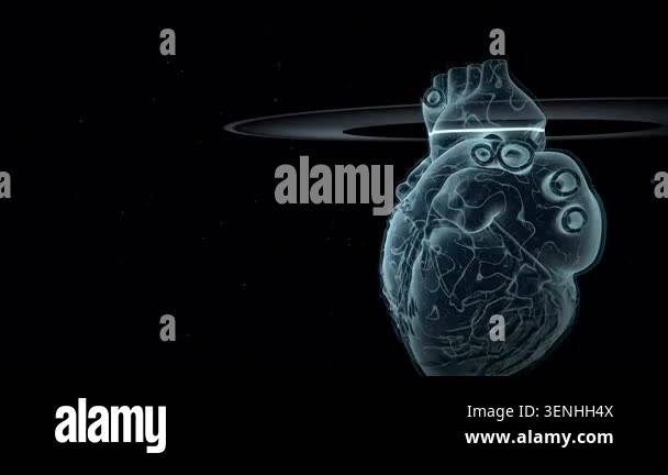 Translucent Human Heart Loop simulating advanced medical technology and ...
