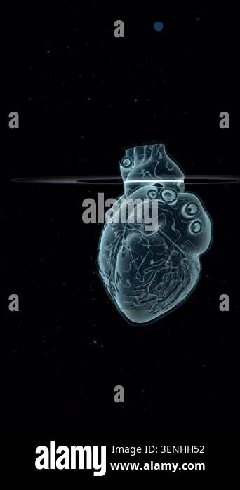 Translucent Human Heart Loop simulating advanced medical technology and ...