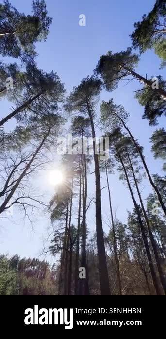 A peaceful spring walk through a pine forest with fresh greenery and ...