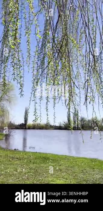 Young light green willow leaves flutter in the breeze along a tranquil ...