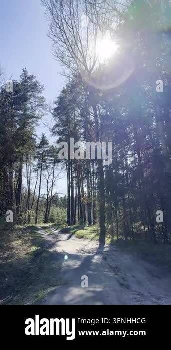 A peaceful spring walk through a pine forest with fresh greenery and ...