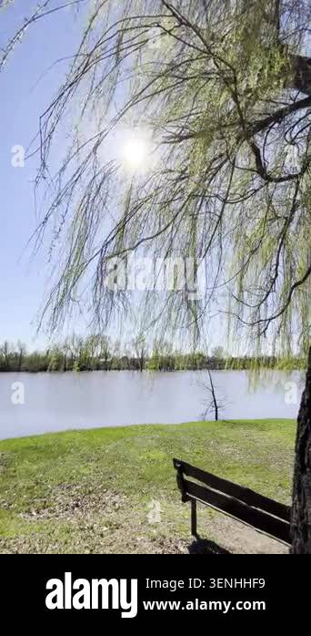Young light green willow leaves flutter in the breeze along a tranquil ...