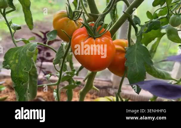 Tomatoes growing on the plant in a greenhouse, surrounded by lush green ...