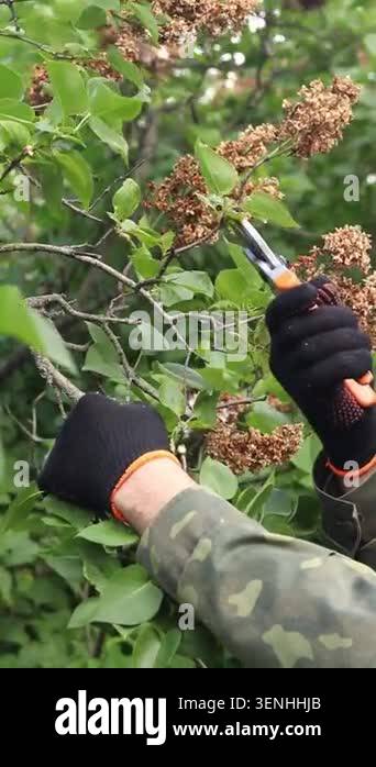 Gardener in black protective gloves cuts off faded lilac flowers with ...